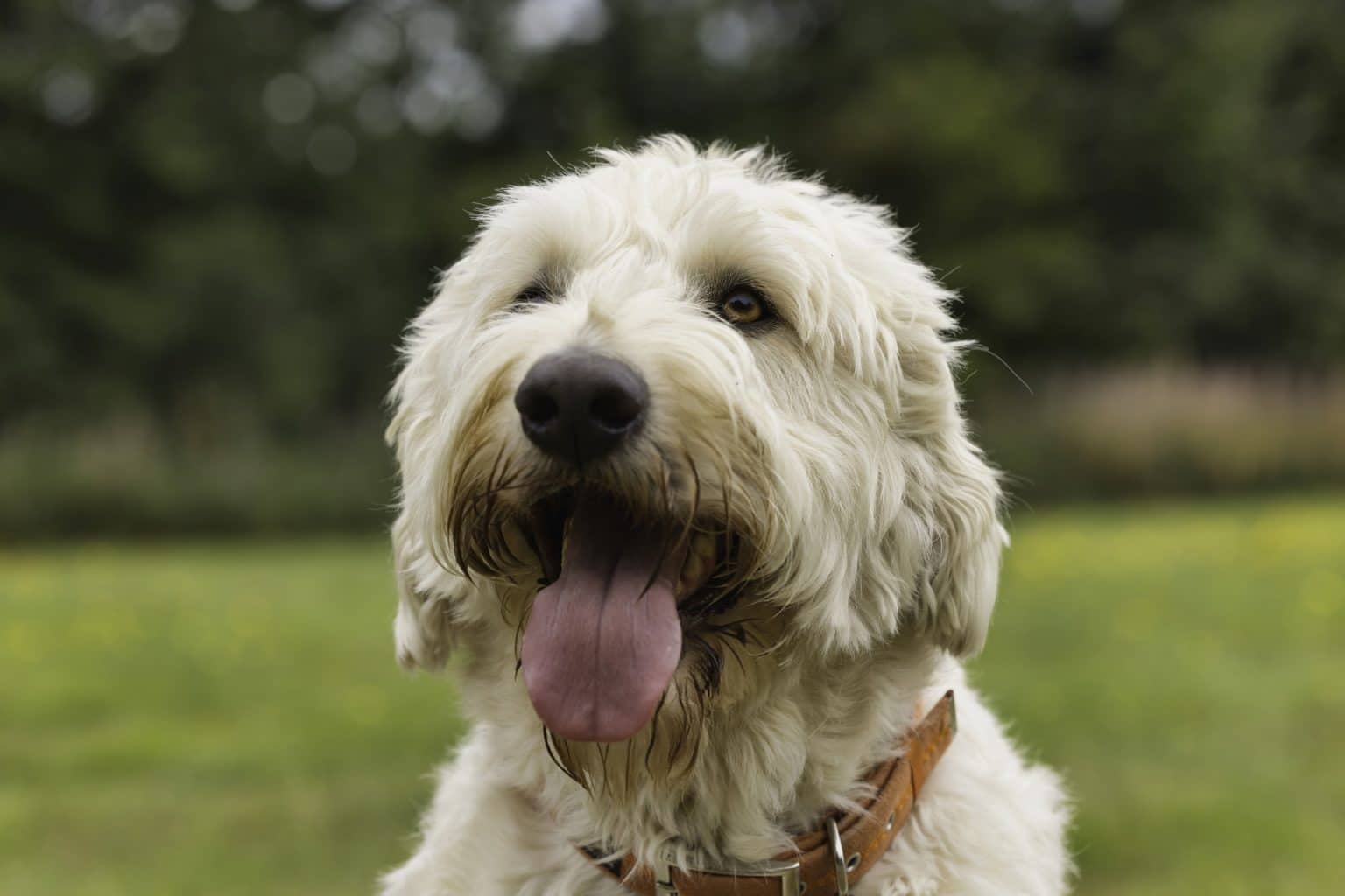 15 Lovable Mixed Dog Breeds You Should Know