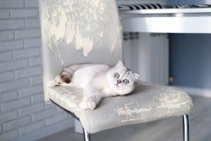 Why Cats Scratch Posts—Plus How To Get Them To Use One