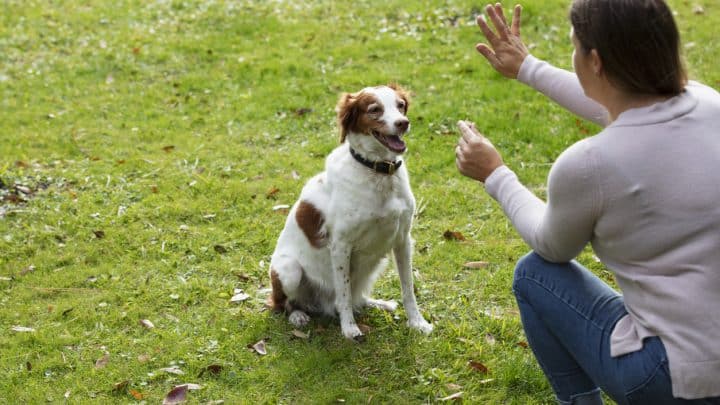 Dog Training Hand Signals: Uses, Methods, and Process