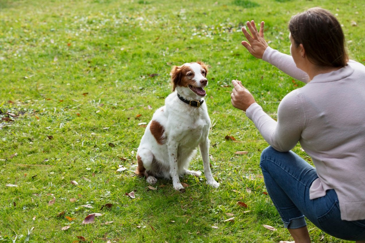 Can Hand Signals Help You Train Your Dog? - Dog News Web