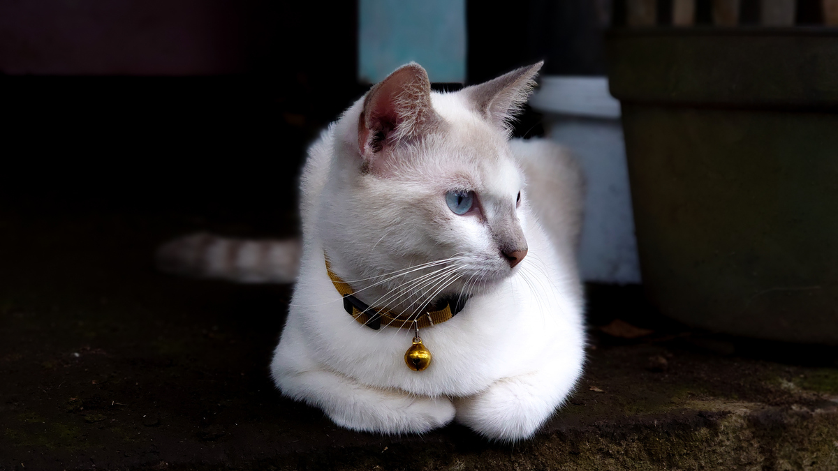 El gato javanés: 10 datos fascinantes