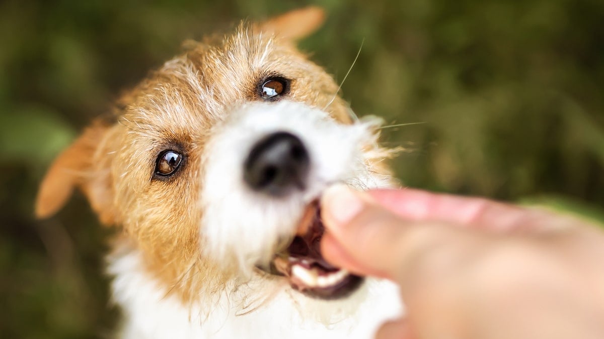 What Makes a Good Dog Treat? Supplementary Nutrition Explained