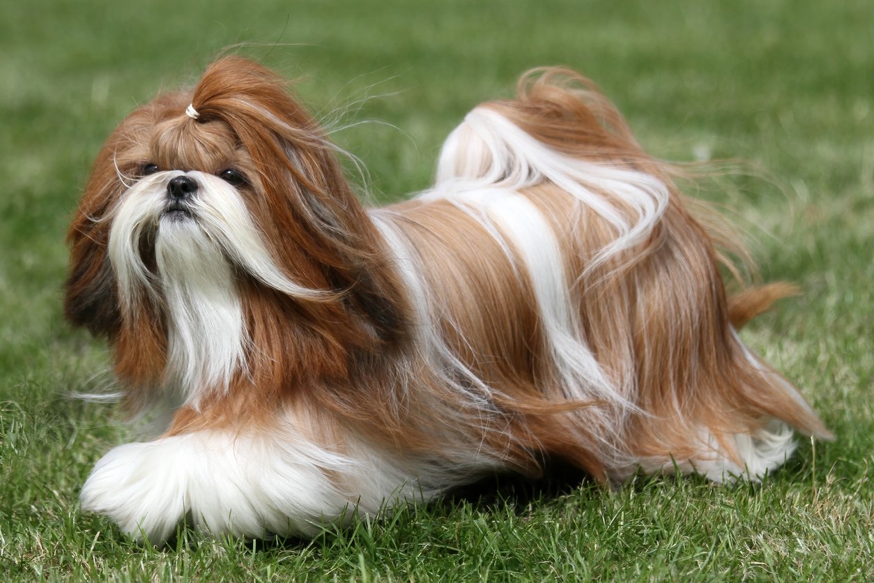 15 best lap dog breeds