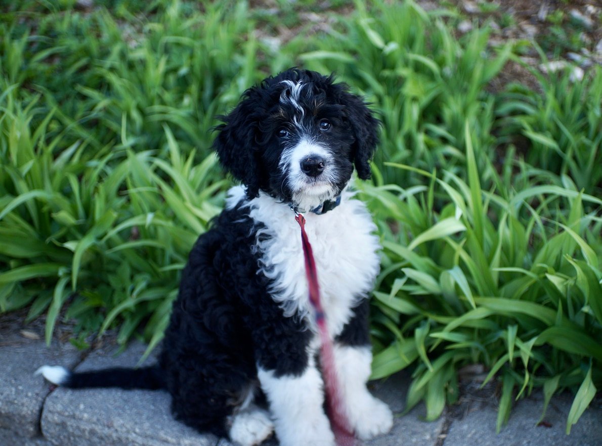 15 Lovable Mixed Dog Breeds You Should Know