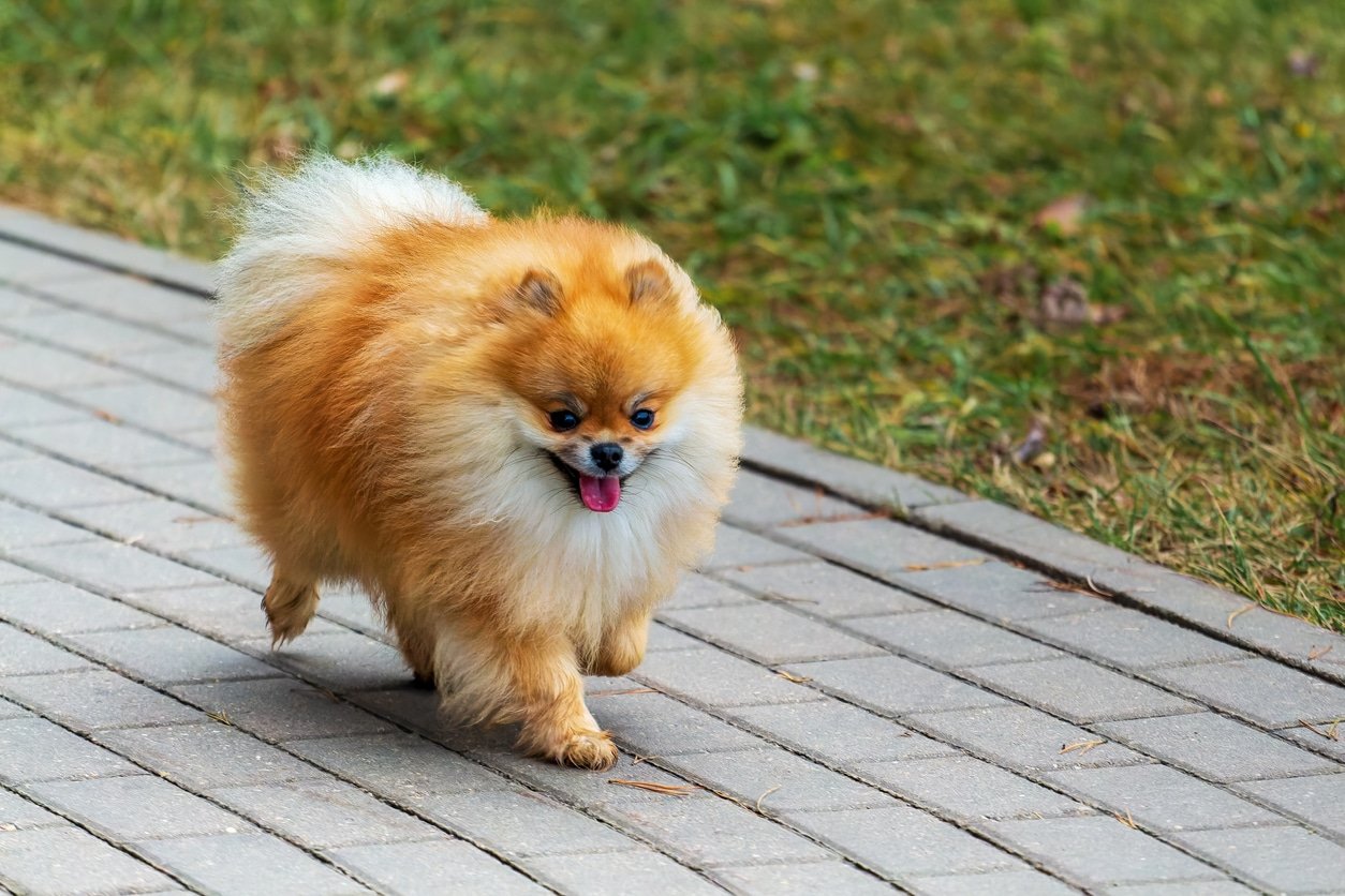 The Pomeranian Dog Breed: Everything You Need to Know