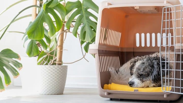 The Best Crates for Adult Dogs, Puppies, & Escape Artists