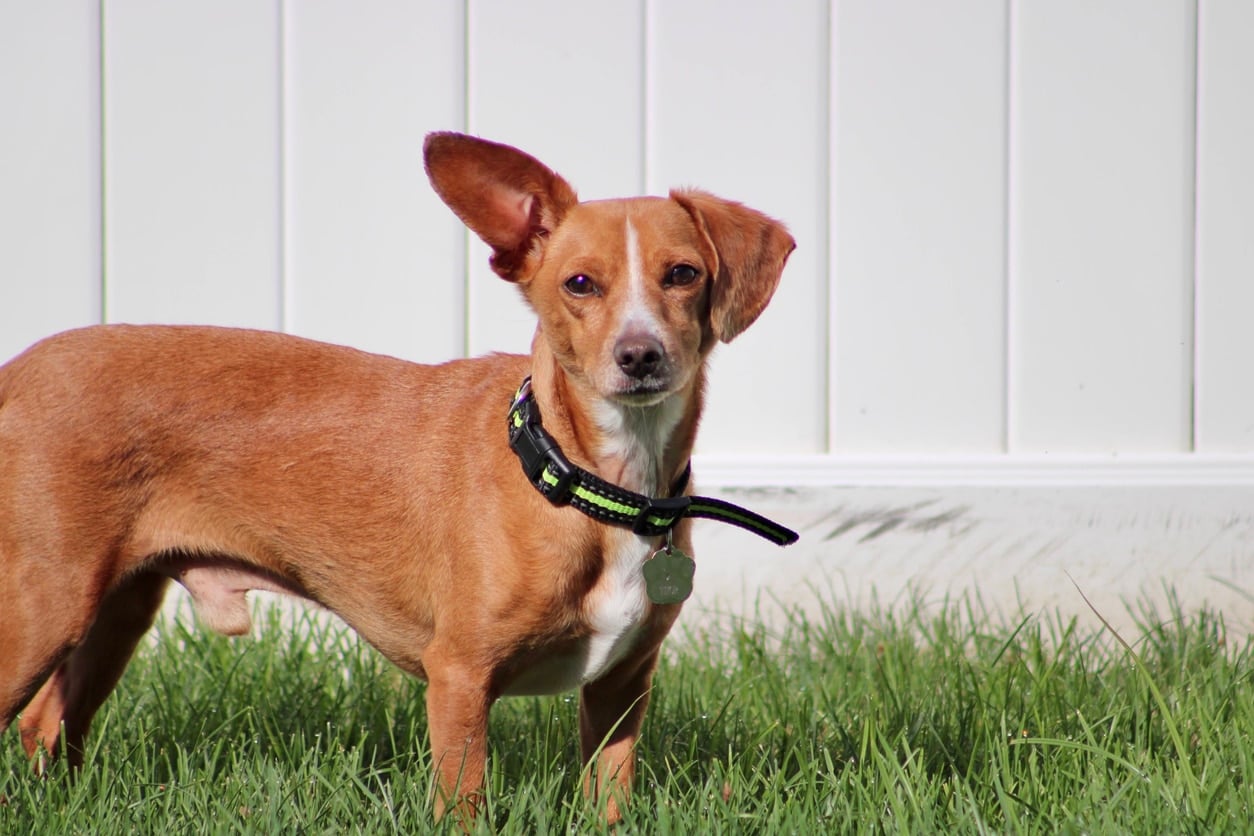 15 Lovable Mixed Dog Breeds You Should Know