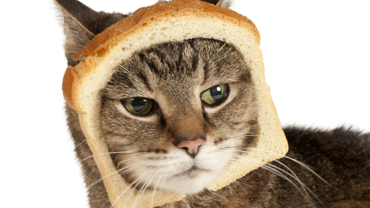 ¿Pueden los gatos comer pan?