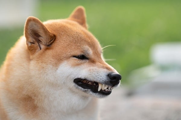 Why Dogs Show Their Teeth & What To Do