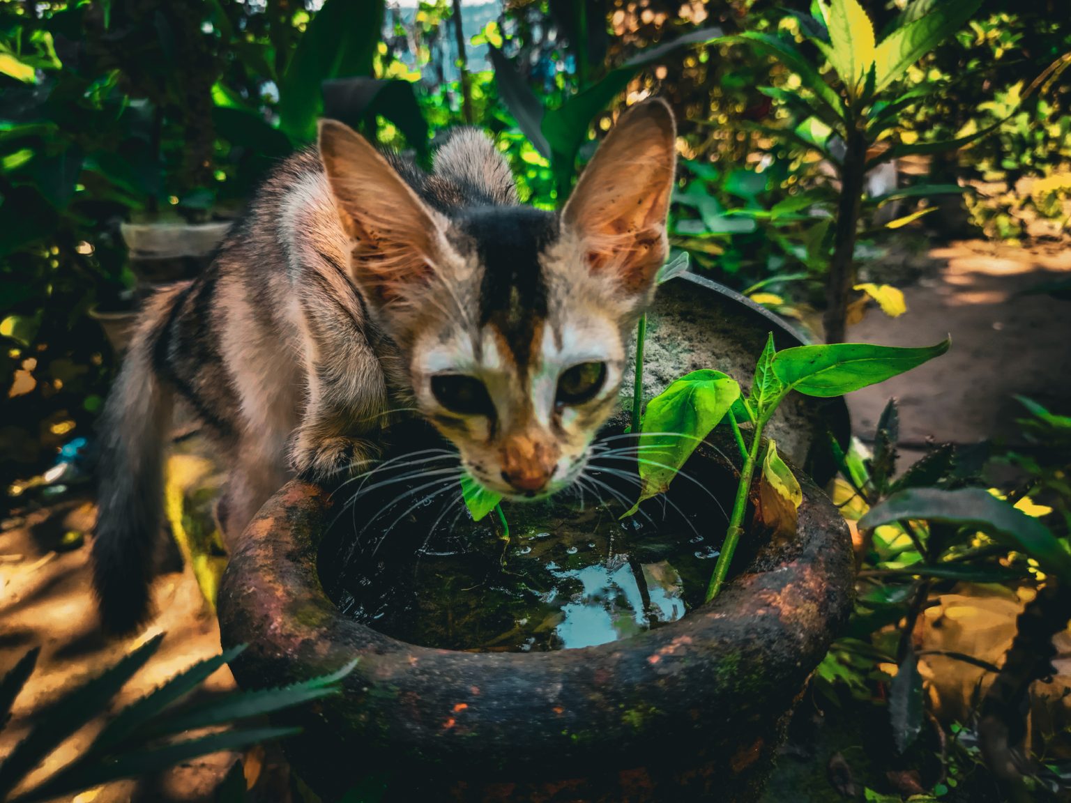 Javanese Cats: 10 Fascinating Facts