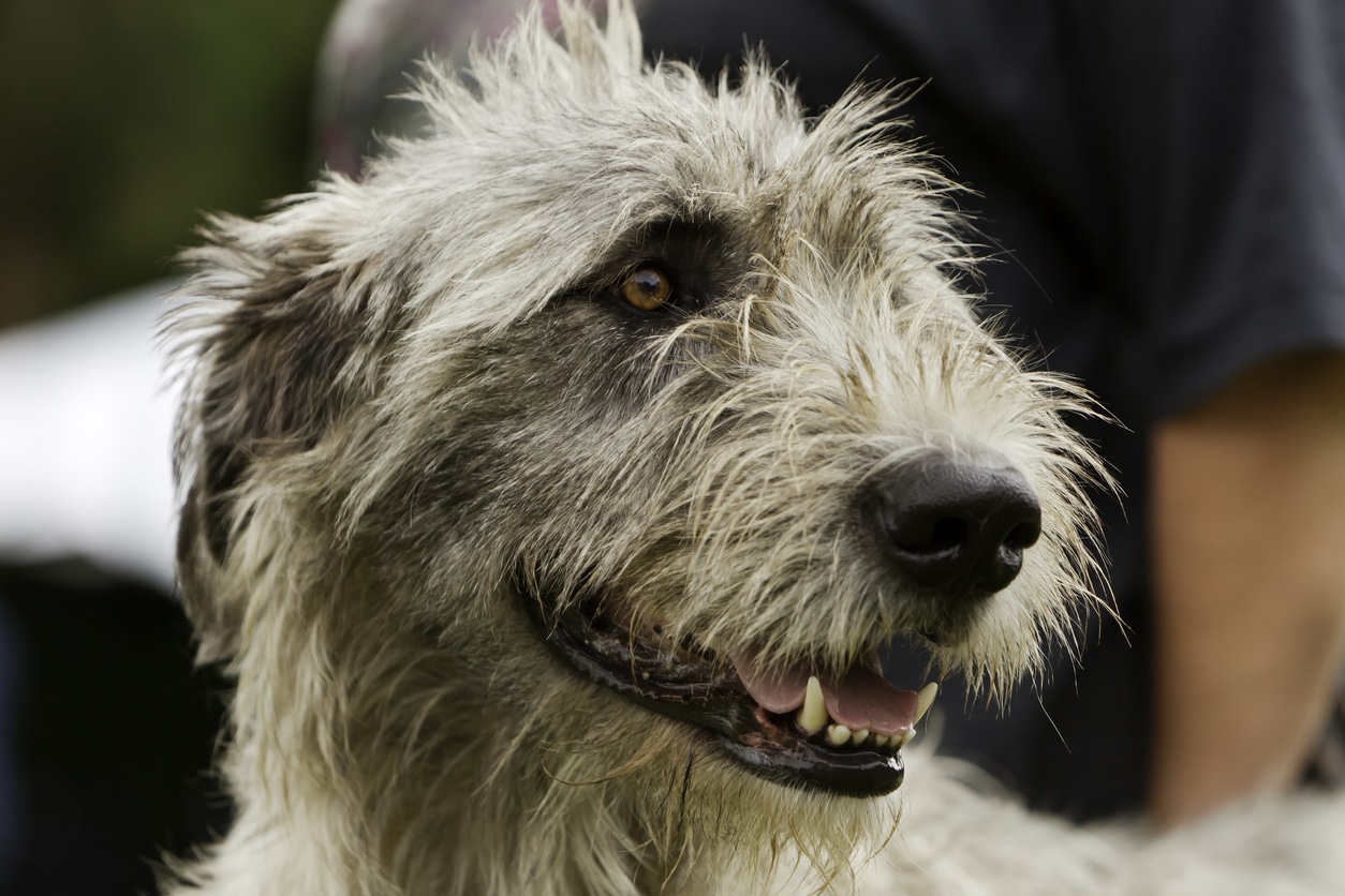 The Irish Wolfhound: All About the World's Tallest Dog
