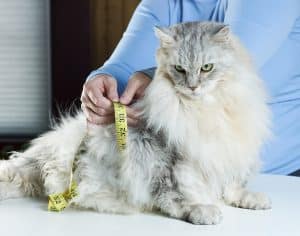 How To Measure a Cat for a Harness, Collar, or Clothes