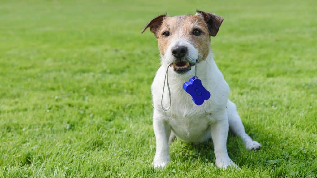 The 5 Best Dog Clickers for Effective Training