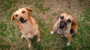 Purebred Dogs Vs Mixed Breeds: How To Decide What To Get