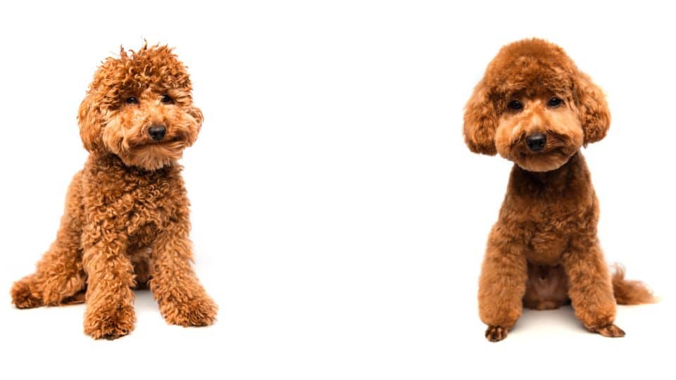 Les 5 meilleures coupes du caniche | The Dog People by Rover.com