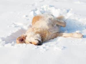 Hypothermia in Dogs: Symptoms, Treatment & Prevention