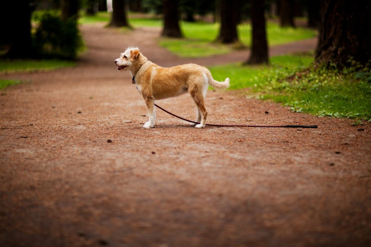 Do You Need To Register If Your Dog Is Chipped