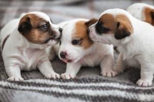 Adopting the “Runt of the Litter”: What To Know