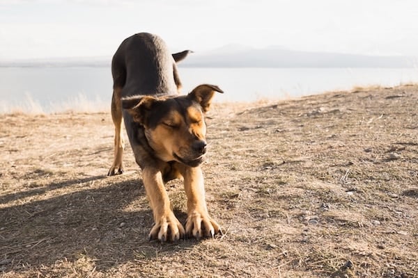 Why Do Dogs Stretch When They See You?