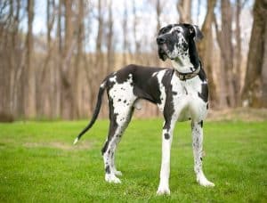 The 27 Most Popular German Dog Breeds