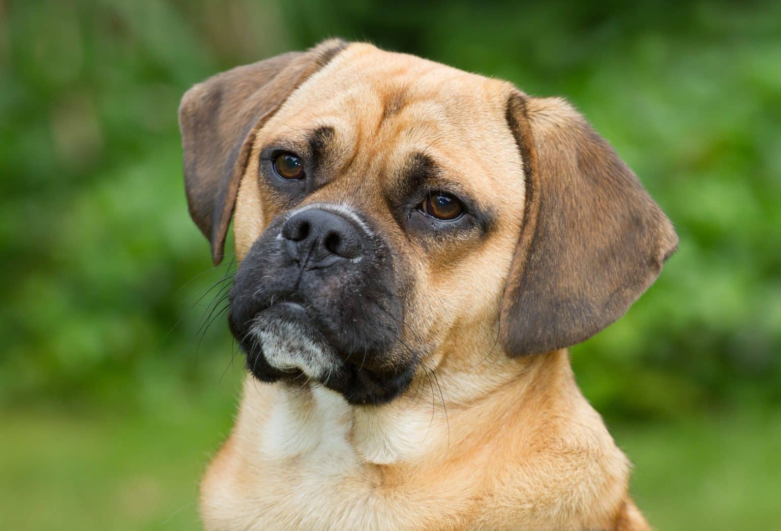 15 Lovable Mixed Dog Breeds You Should Know