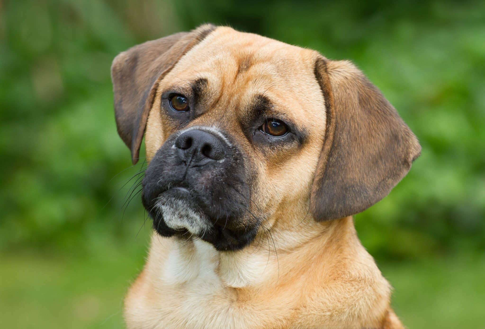 15 Lovable Mixed Dog Breeds You Should Know