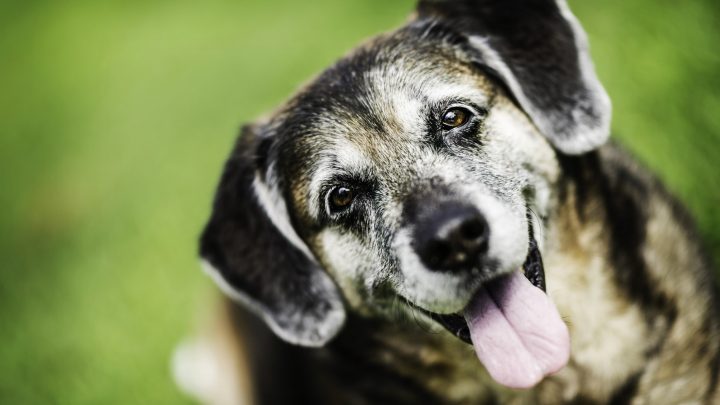 Qui sont les chiens les plus vieux du monde