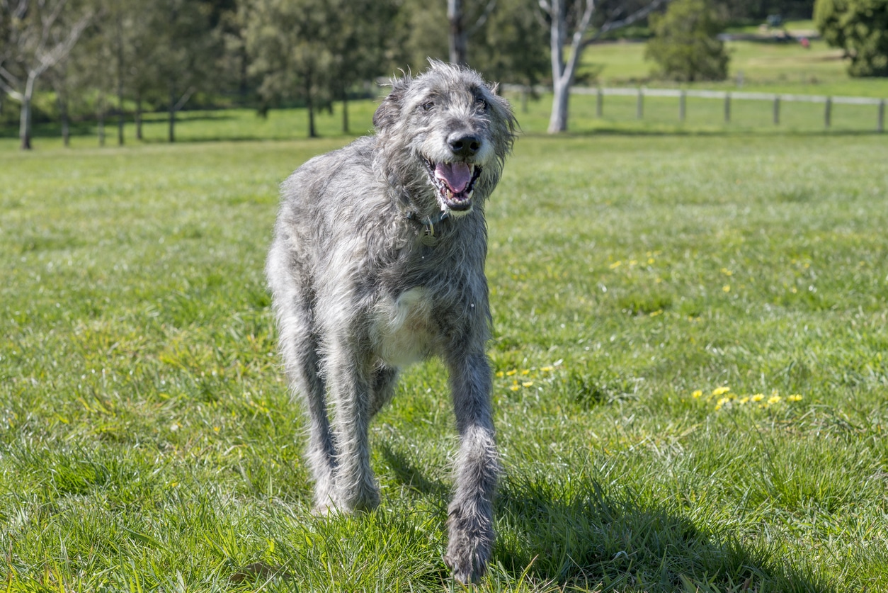The Irish Wolfhound: All About the World's Tallest Dog