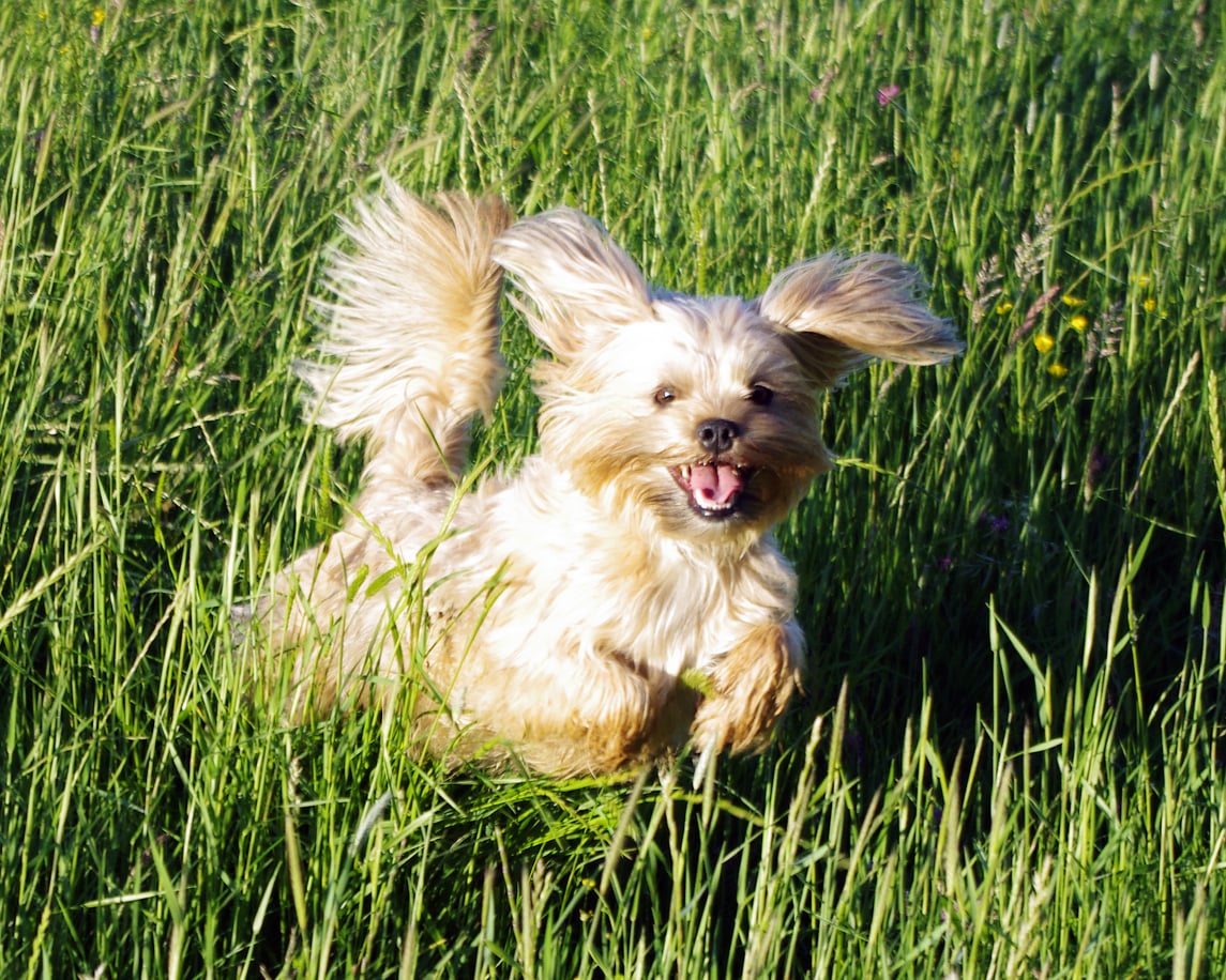 Everything you need to know about the Shorkie breed
