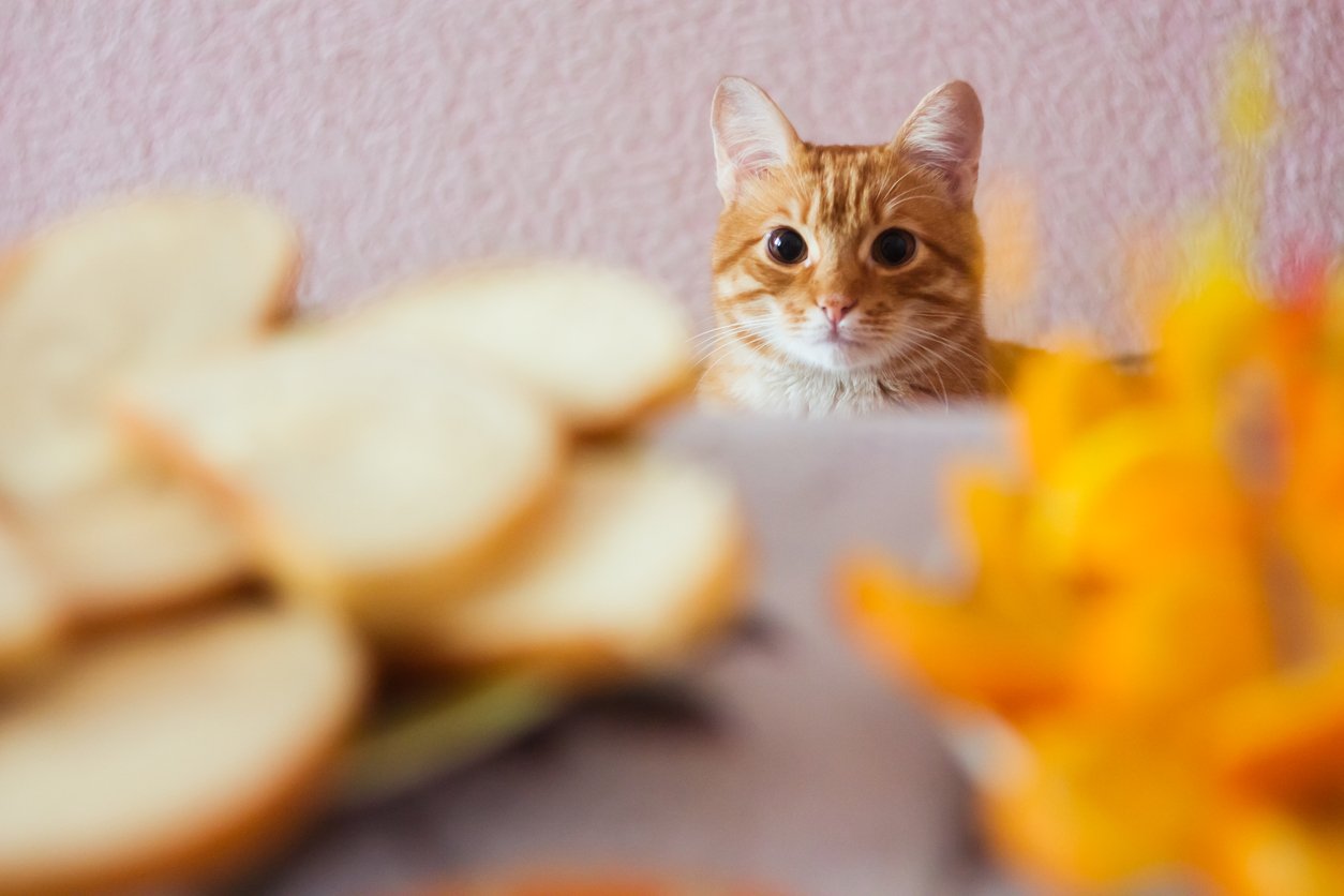 Why Is My Cat Such a Bread Bandit? Here's Why Your Kitty Loves Bread