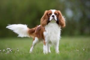 17 Most Famous Lapdog Breeds that People-Please