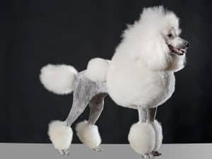 5 Top Poodle Haircut Styles | The Dog People by Rover.com