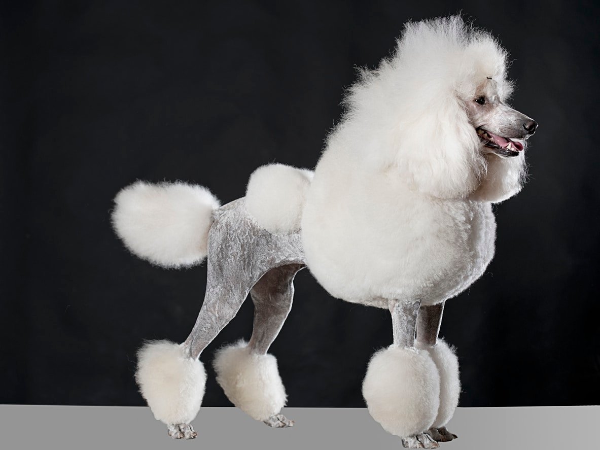 5 Top Poodle Haircut Styles | The Dog People by Rover.com