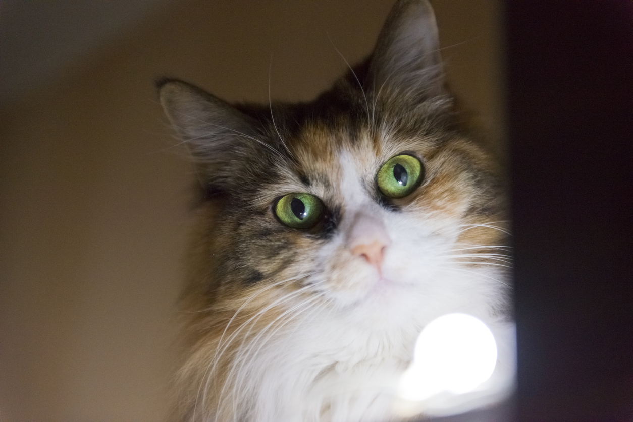 14 Rare Cat Breeds You've Probably Never Heard Of