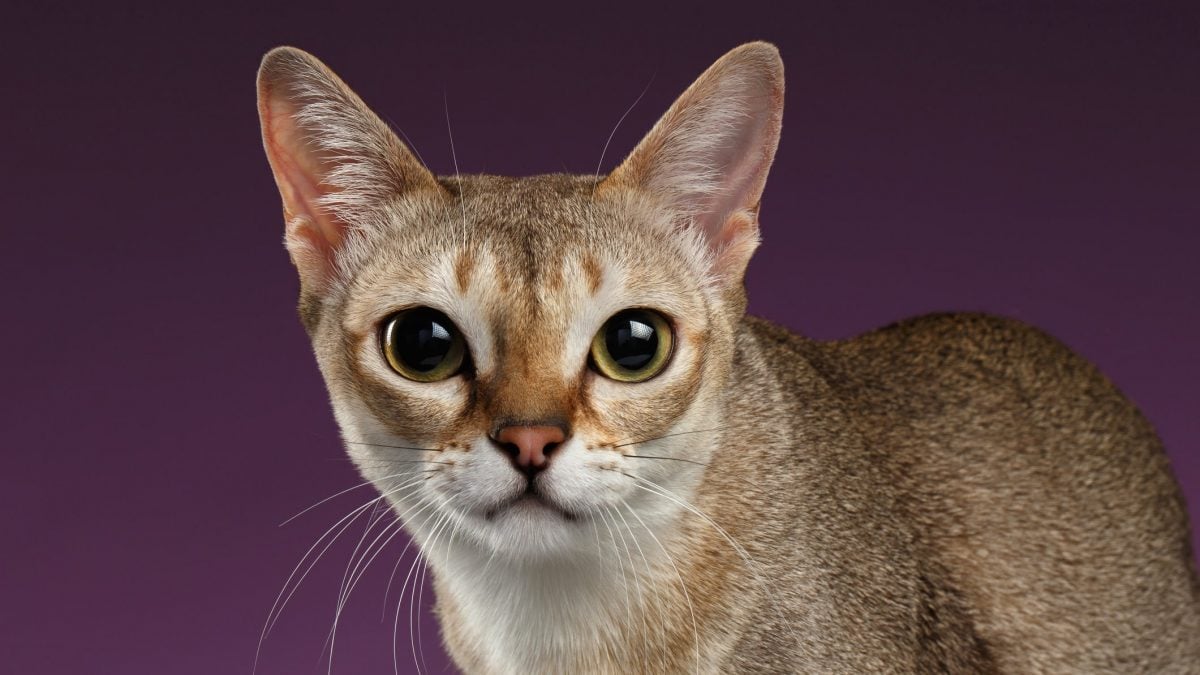 What Are the Smallest Cat Breeds in the World?