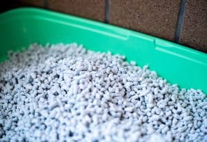 Experts Explain the Different Types of Cat Litter