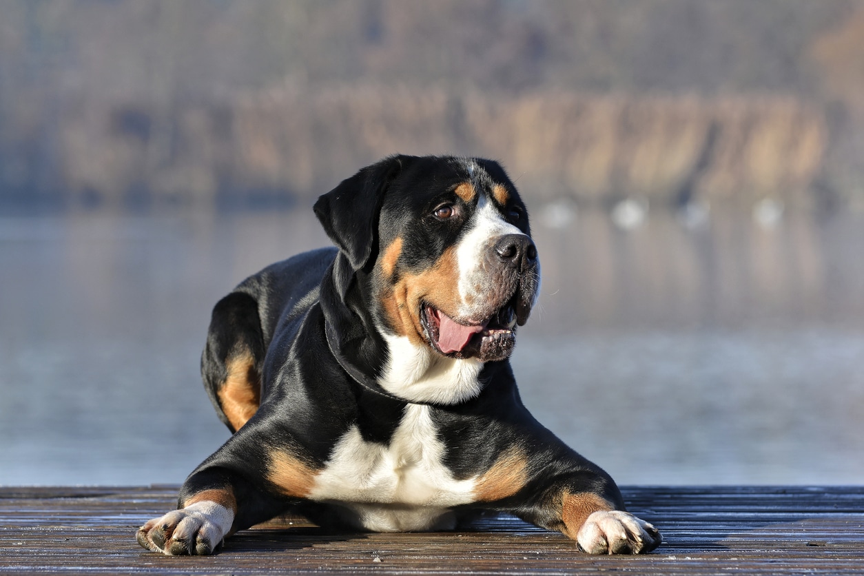 19 Largest Dog Breeds: World's Biggest, Loving Canines, Revealed