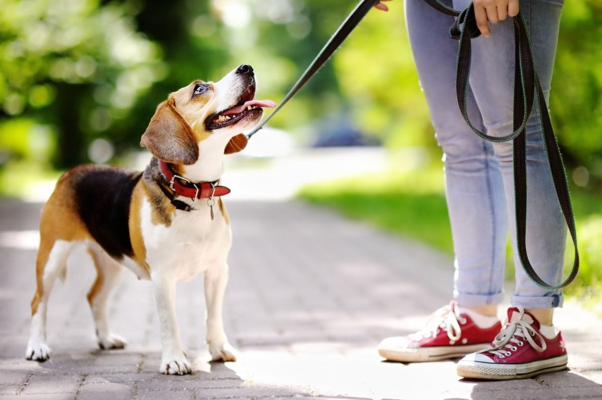 Navigating Leash Greetings and Other Common Dog Walking Scenarios