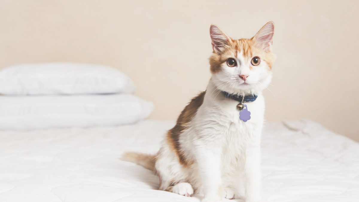 Cat DNA Tests: We Tried the Top Two and Here's What We Discovered