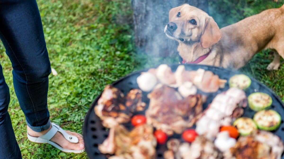 BBQ for Dogs: Safety Tips, What Dogs Can Eat, and Recipes