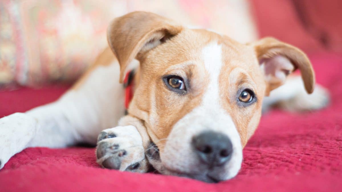 Age Recommendations for Spaying or Neutering Your Dog