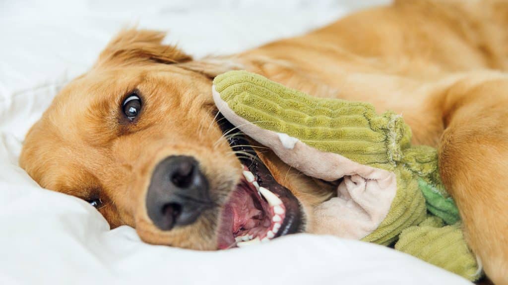 The 10 Best Plush Toys for Dogs Who Like To Snuggle