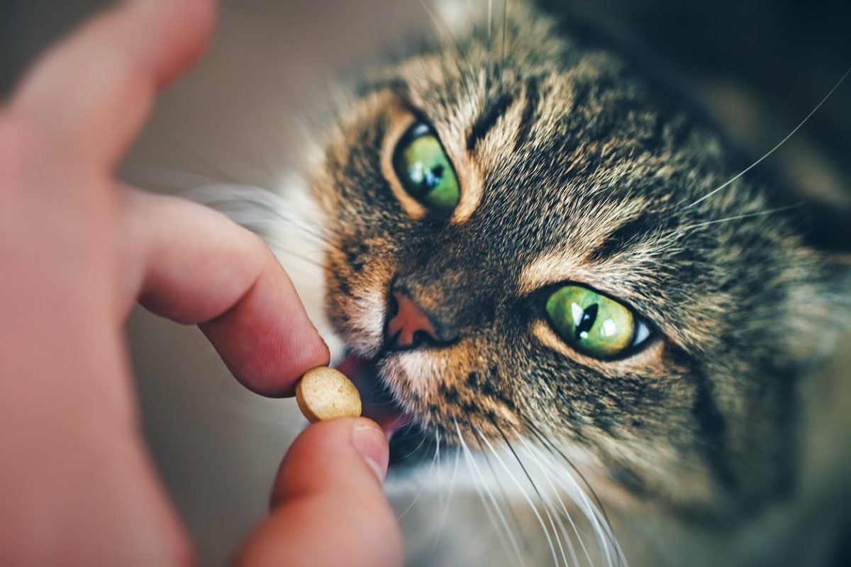 How To Give A Cat A Pill Tips And Techniques From A Veterinarian