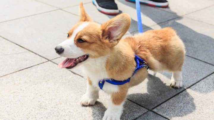 The 6 Best Corgi Harnesses