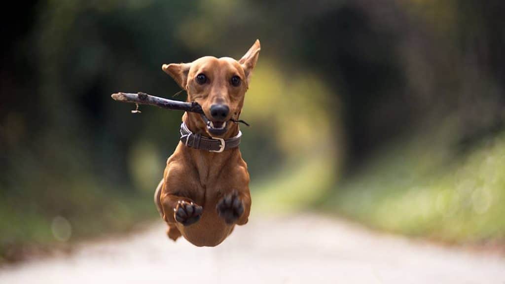 Is Fetch Bad for My Dog? Experts Explain Obsession vs. Enrichment