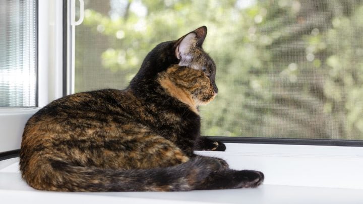 Cat-Proof Window Screens | How To Enjoy Fresh Air and Keep Kitty Safe