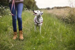8 Ways to Take a Decompression Walk with Your Dog