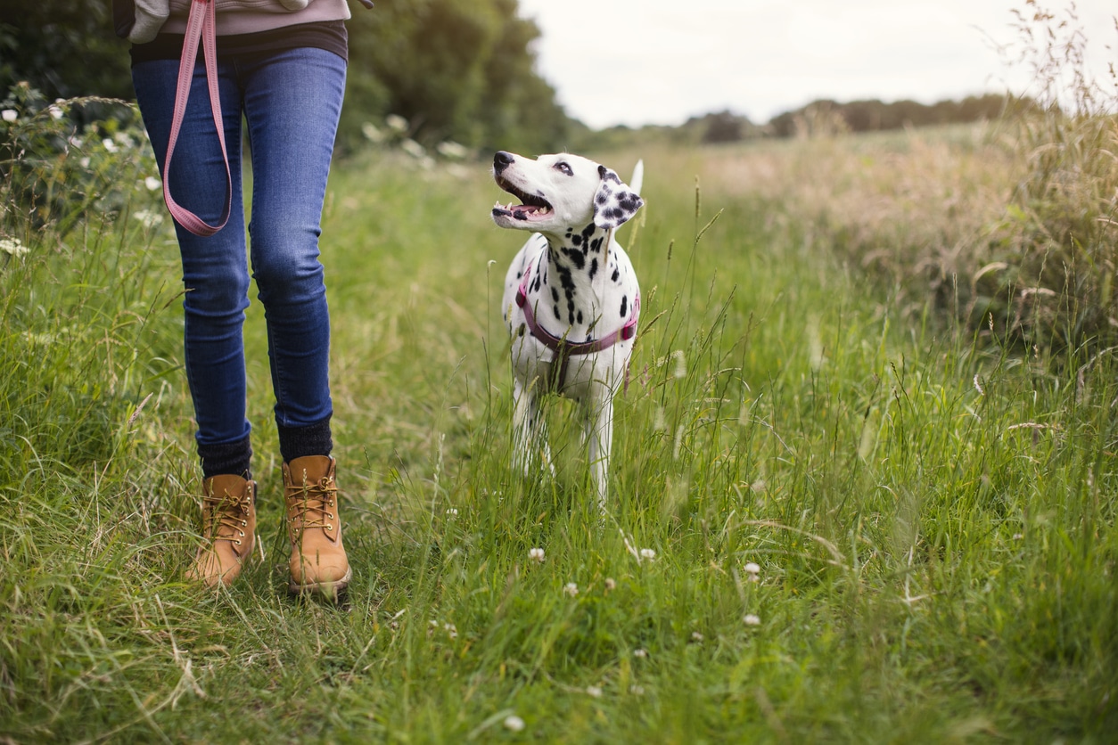 8 Ways to Take a Decompression Walk with Your Dog
