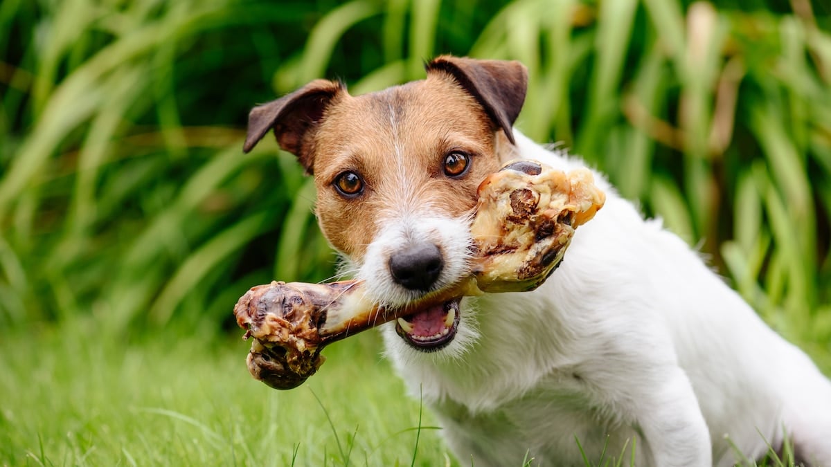 Is Bone Broth Good For Dogs We Ask The Experts Is Bone Broth Good For Dogs We Ask The Experts