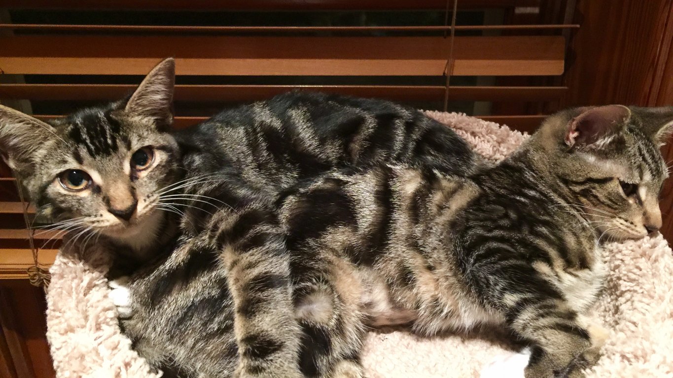 14 Rare Cat Breeds You've Probably Never Heard Of